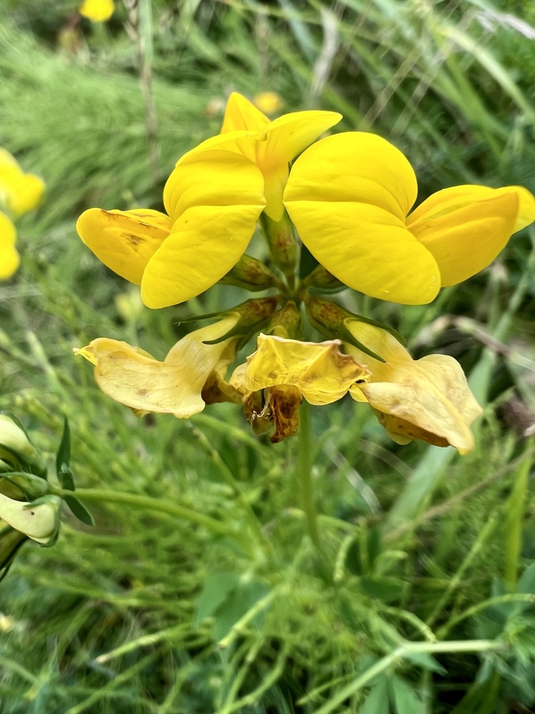 bird's-foot trefoil from Elk Falls Provincial Park, Campbell River, BC ...