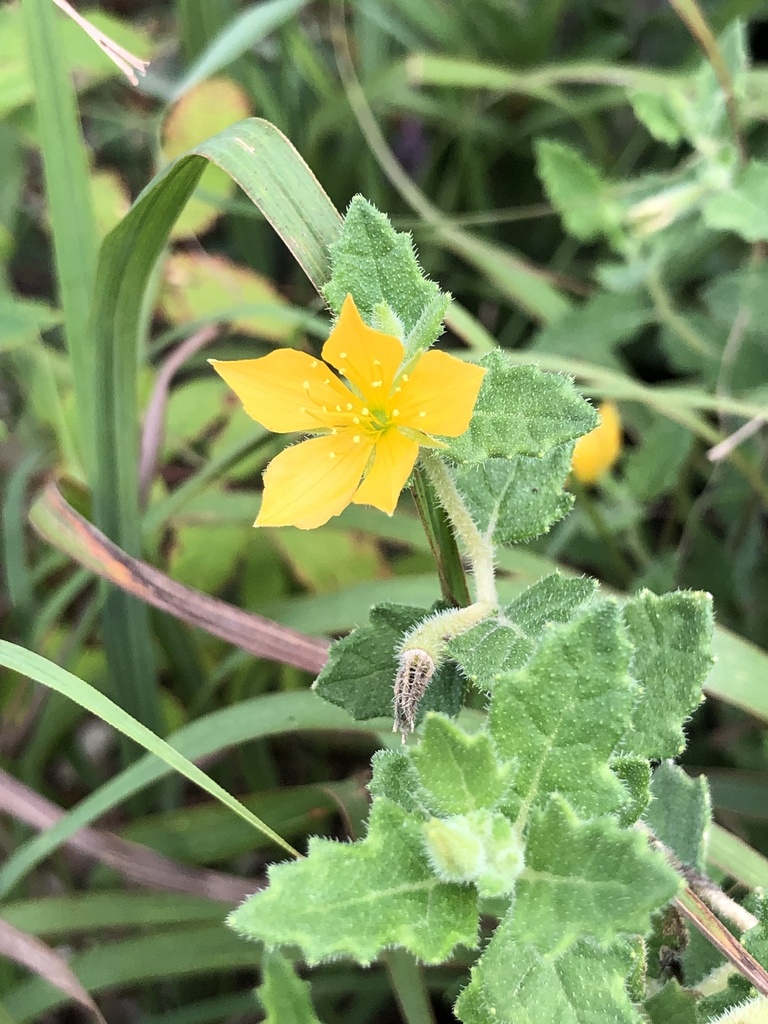 Stick-Leaf in August 2023 by Matt Tomlinson · iNaturalist