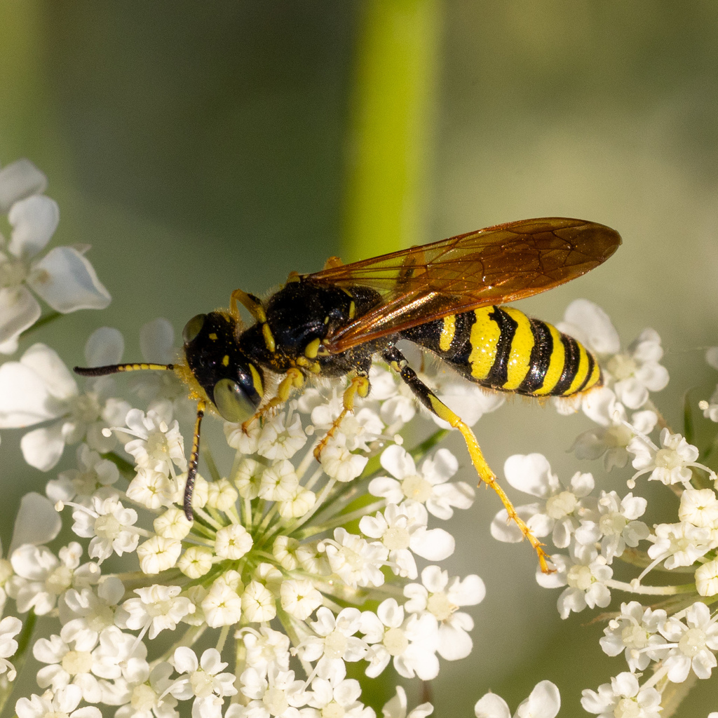 Beewolves from Spring Park, Milwaukie, OR, USA on July 19, 2023 at 06: ...