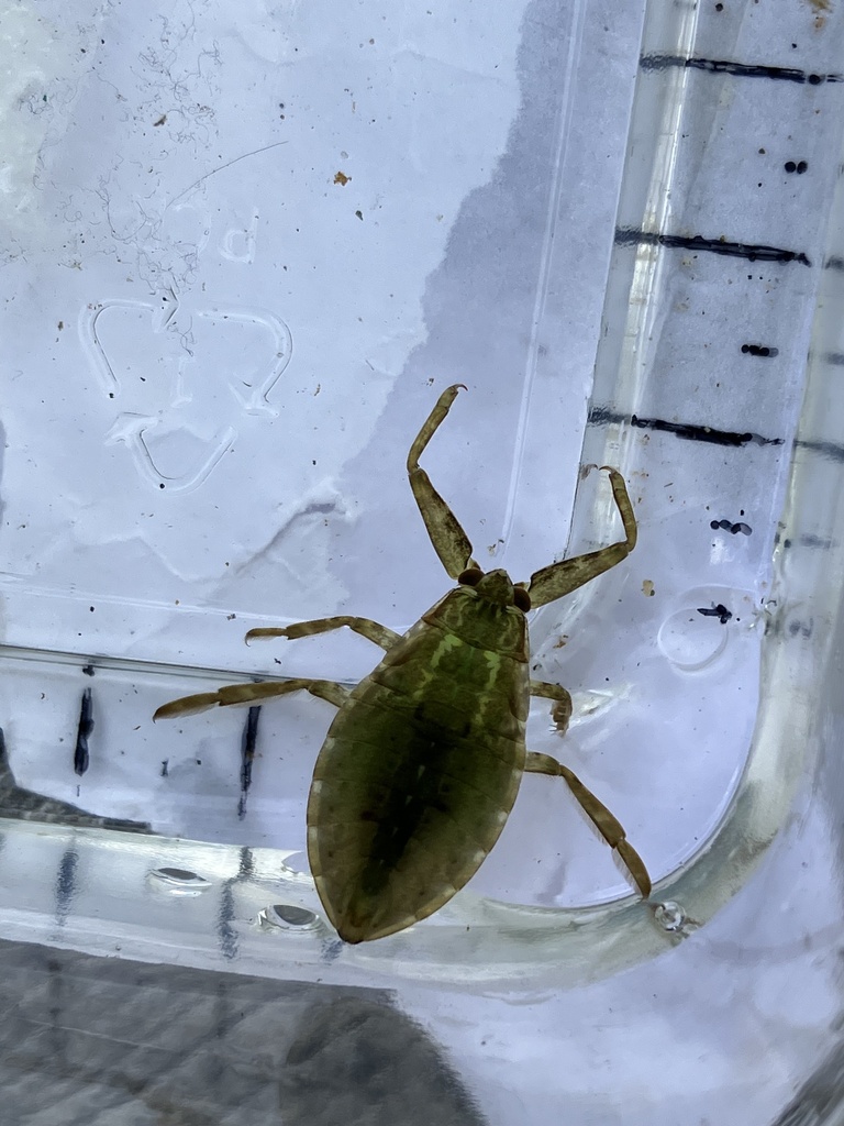 American Giant Water Bug from Lake Superior Provincial Park, Algoma ...
