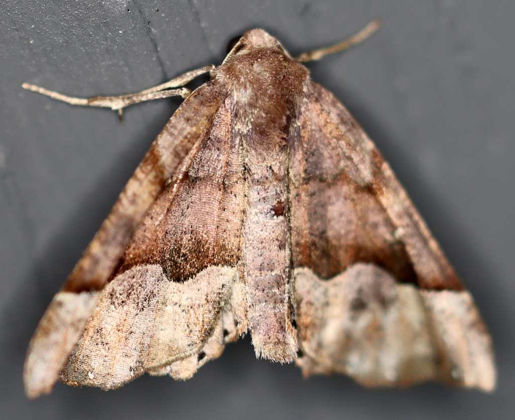 Hübner's Pero Moth from Shepard Settlement, Onondaga County, NY, USA on ...