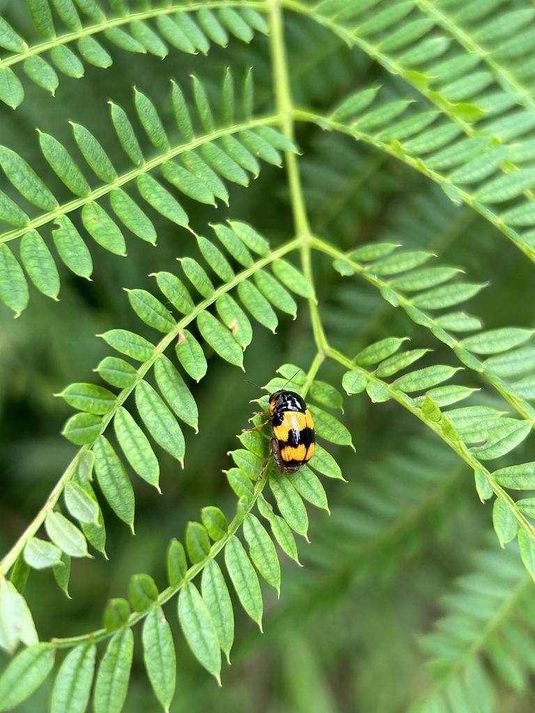 Cryptocephalus formosanus from 陽明山國家公園, 淡水區, NWT, TW on August 11, 2023 ...