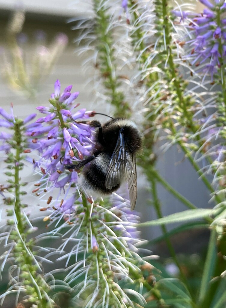 Western Bumble Bee from Douglasdale, Calgary, AB T2Z, Canada on August ...