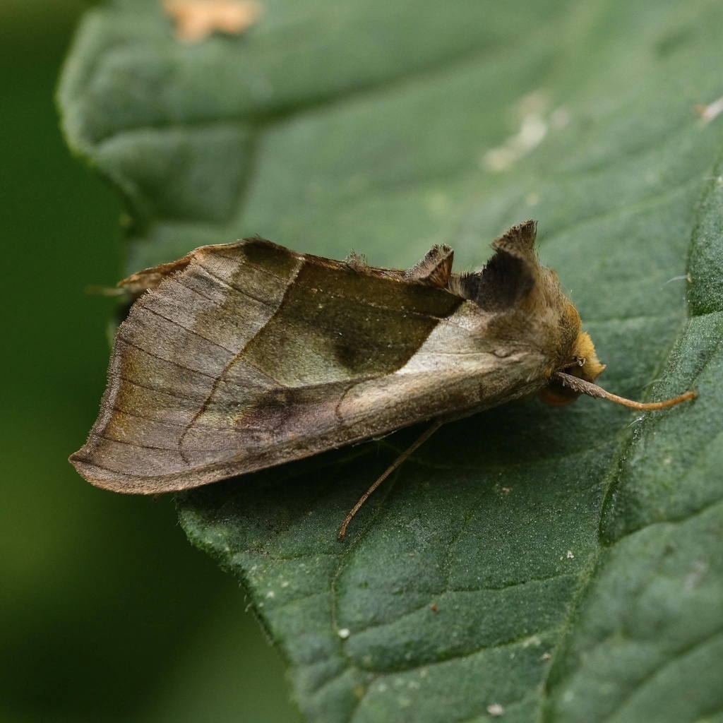 Hologram Moth from Clara Ave, Cohasset, MN, US on August 10, 2023 at 08 ...