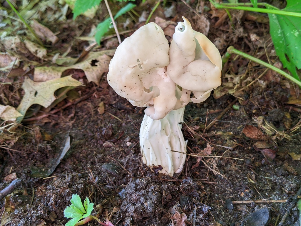 White Saddle from Highland Recreation Area on July 18, 2023 at 09:24 AM ...