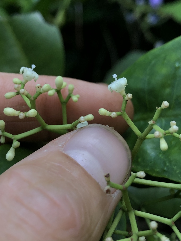 flowering plants from Daintree National Park, Cape Tribulation, QLD, AU ...