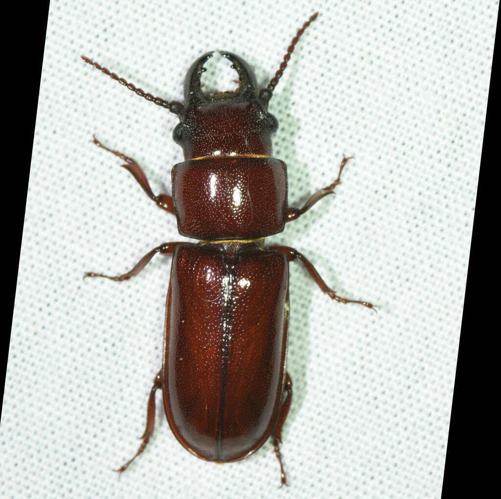 Pole Borer from Dyson Dr, Decatur, GA 30030, USA on August 10, 2023 at ...
