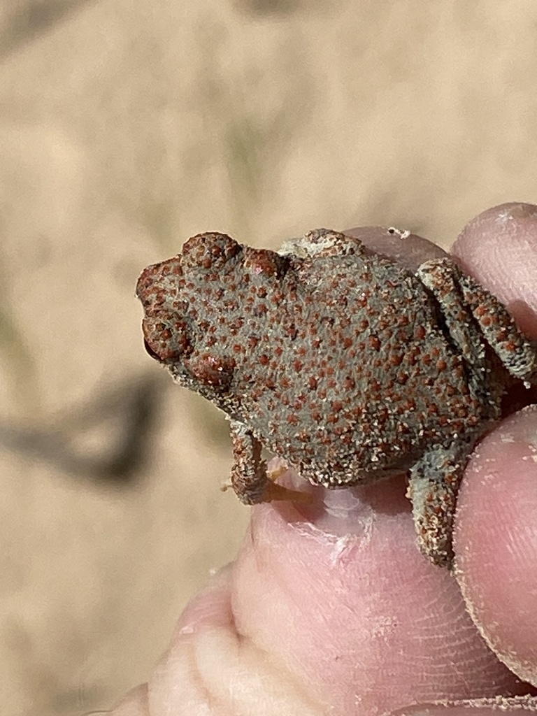 Red-spotted Toad from Green River, UT, US on August 10, 2023 at 11:02 ...