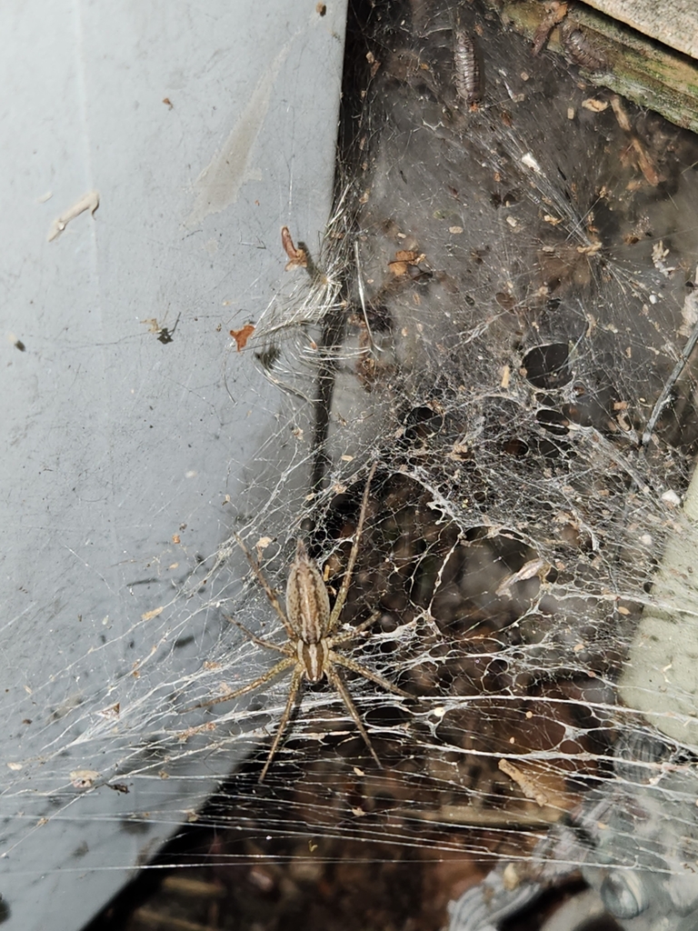 Grass Spiders from Marimor Industries, Bath Township, OH 45801, USA on ...