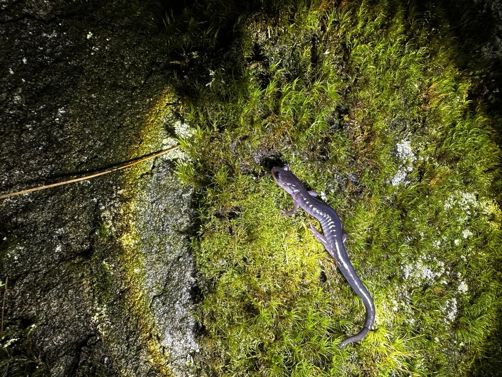 Northern Gray-cheeked Salamander in August 2023 by jimk1998 · iNaturalist