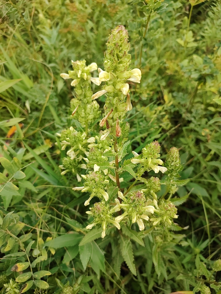 swamp lousewort from Watson, MN, USA on August 10, 2023 at 02:03 PM by ...