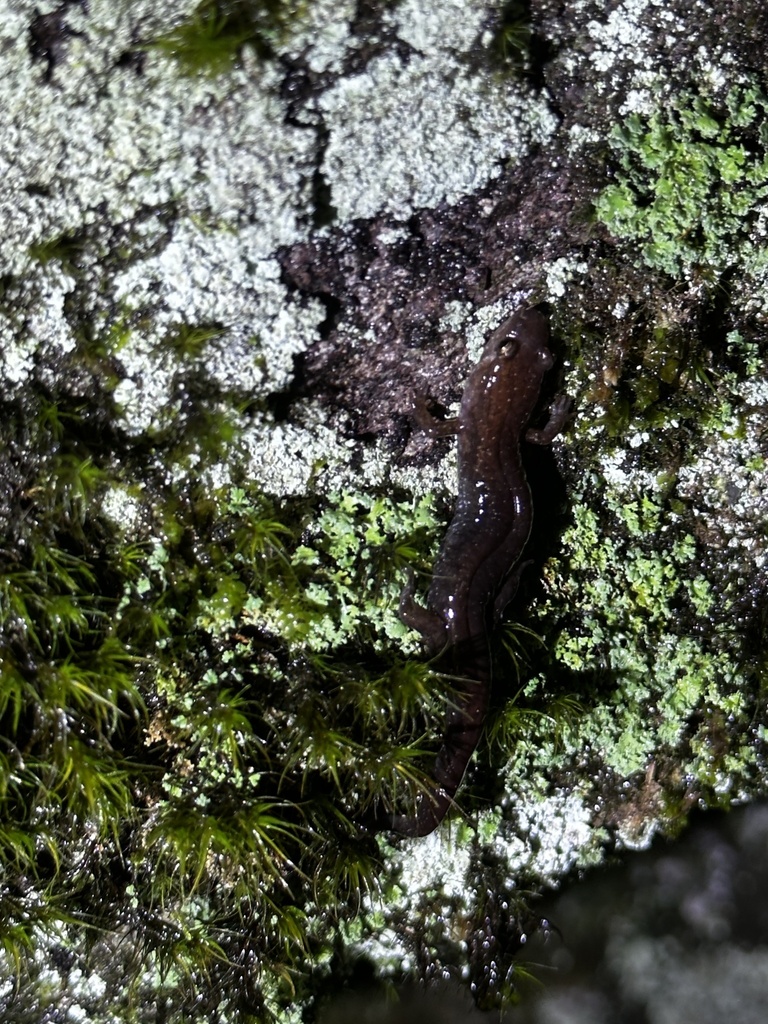 Blue Ridge Dusky Salamander in August 2023 by jimk1998 · iNaturalist
