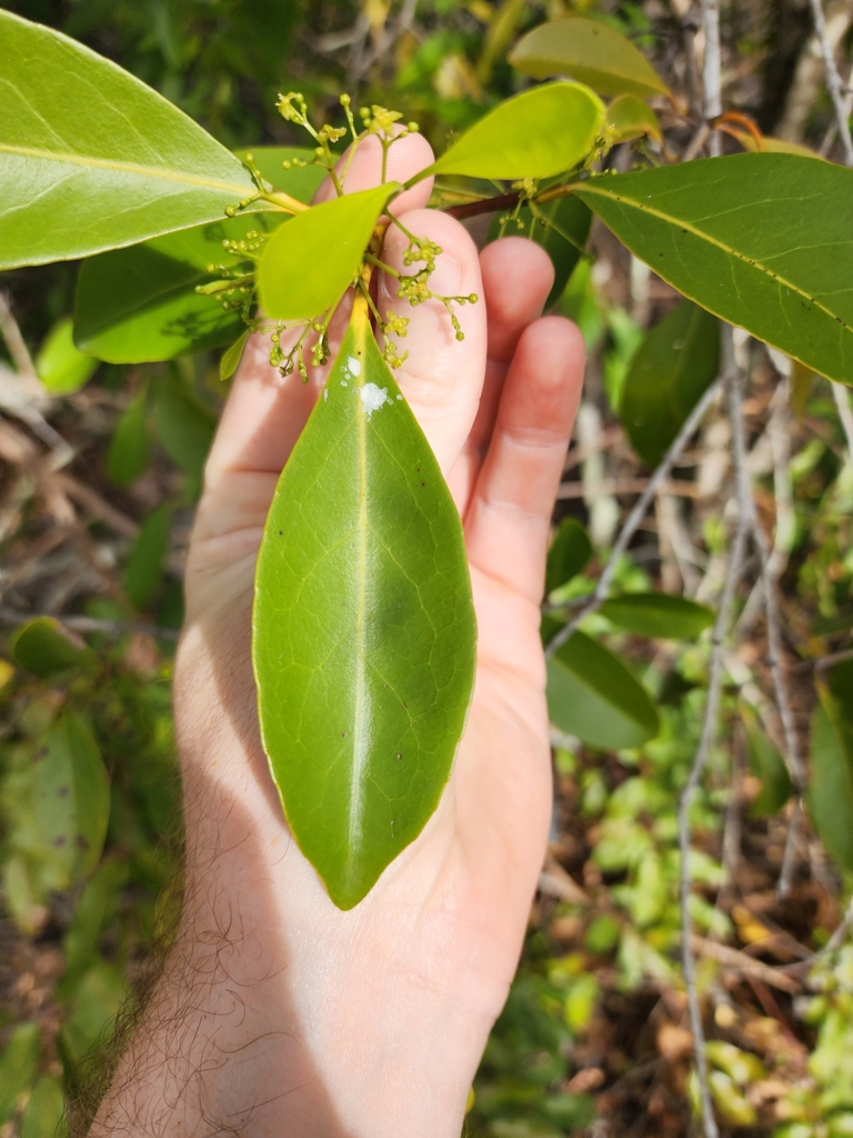 Elaeodendron melanocarpum from Horseshoe Bay QLD 4819, Australia on ...