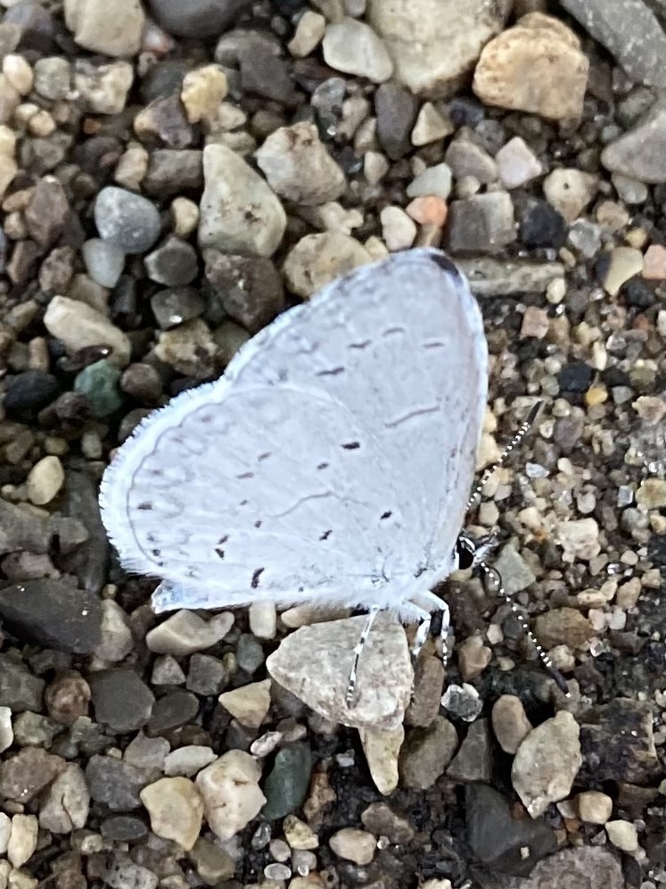 Summer Azure from The Arboretum - University of Guelph, Guelph, ON, CA ...