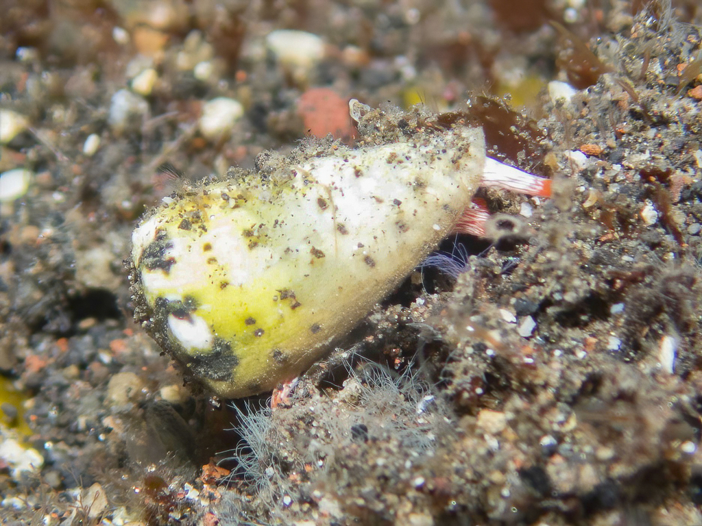 Music Cone from Les Village, Bali, Indonesia on September 15, 2018 at ...