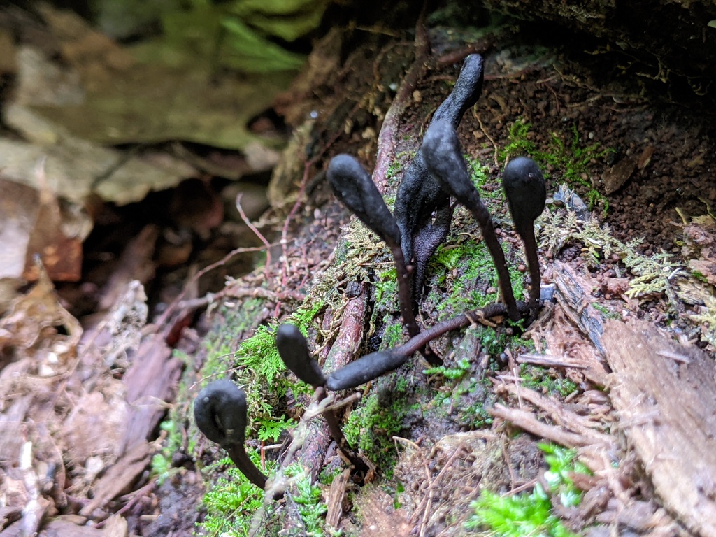 Geoglossum glabrum from Highland Recreation Area on July 18, 2023 at 12 ...