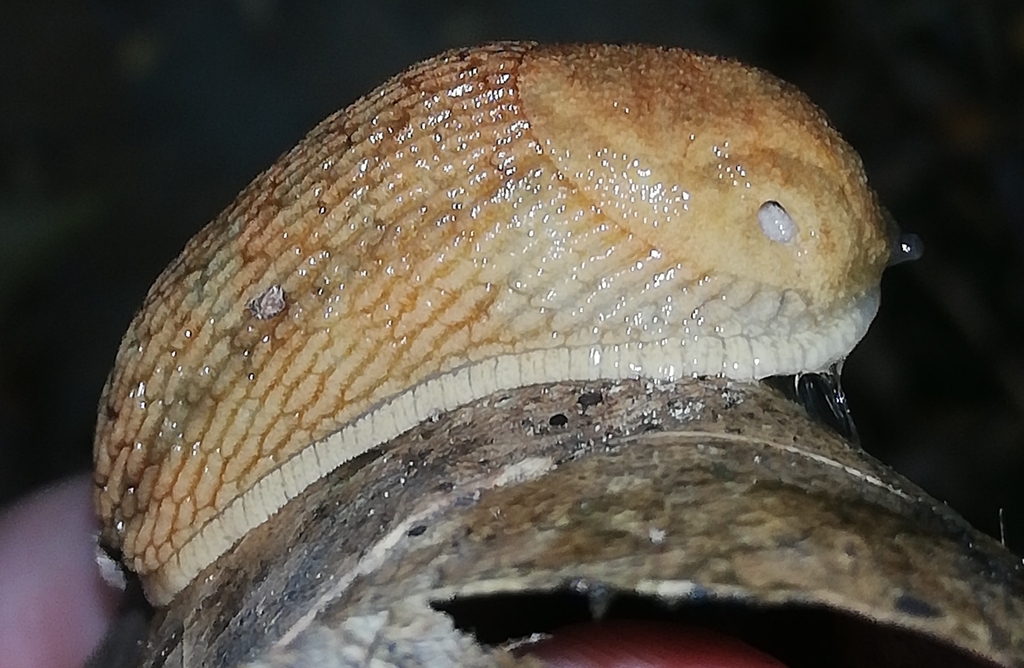 Northern Dusky Slug from Ballenstedt, Germany on 10 August, 2023 at 05: ...