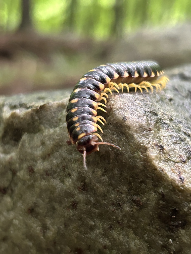 Cherry Millipedes from Mt. Philo State Park, Charlotte, VT, US on ...