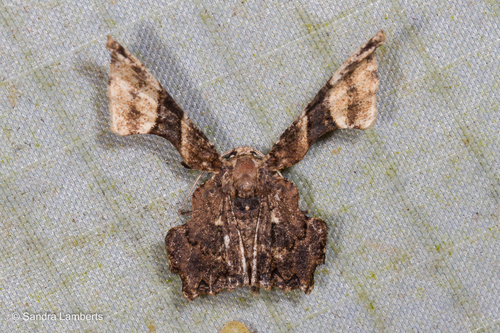 Monobolodes pernigrata · iNaturalist