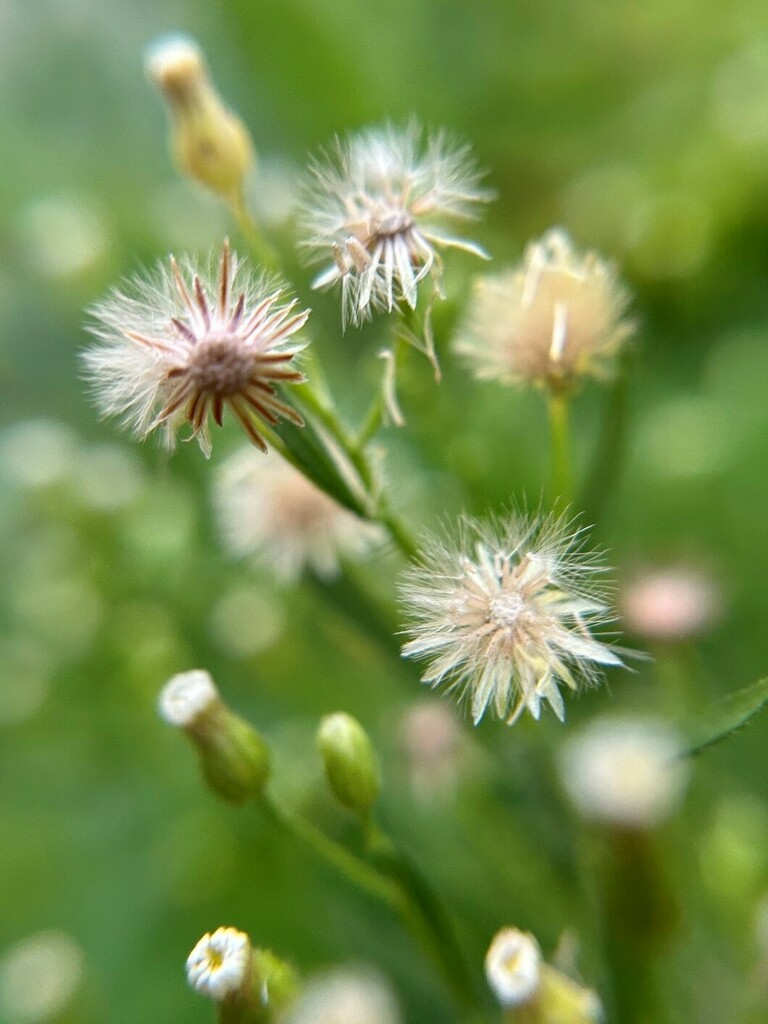 horseweed (Common Iowa Weeds) · iNaturalist