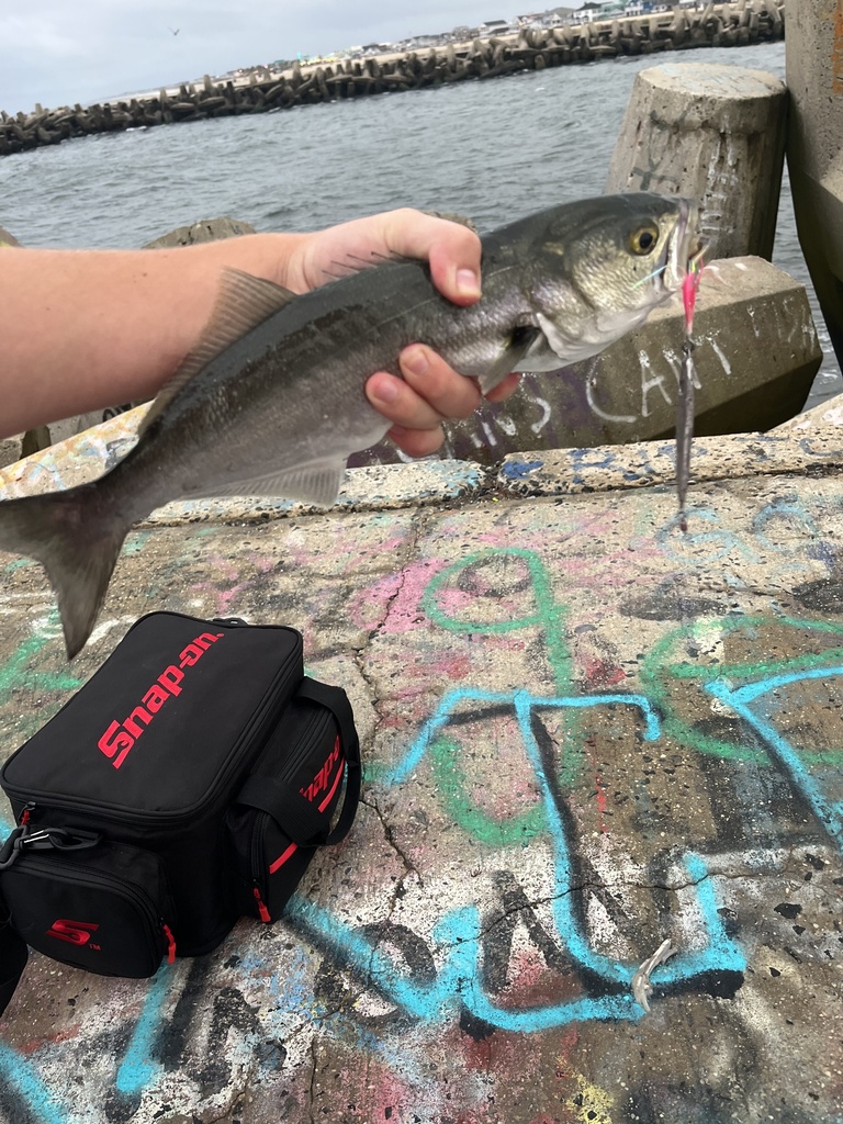 Bluefish from Manasquan, NJ, US on August 10, 2023 at 07:15 PM by ...
