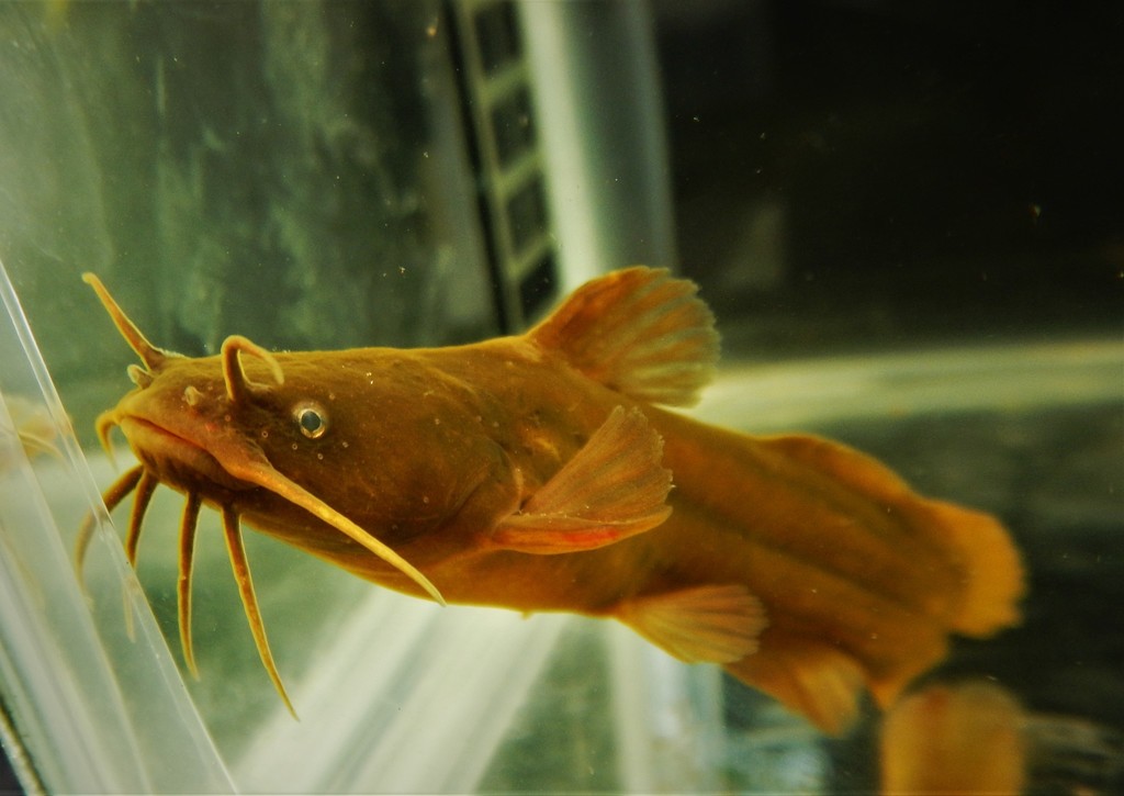 Tadpole Madtom from Leeds and Grenville United Counties, ON, Canada on ...