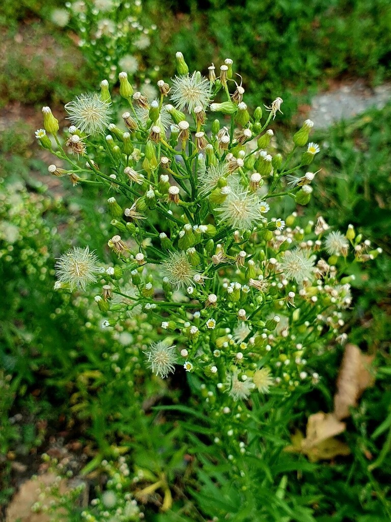 horseweed (Common Iowa Weeds) · iNaturalist
