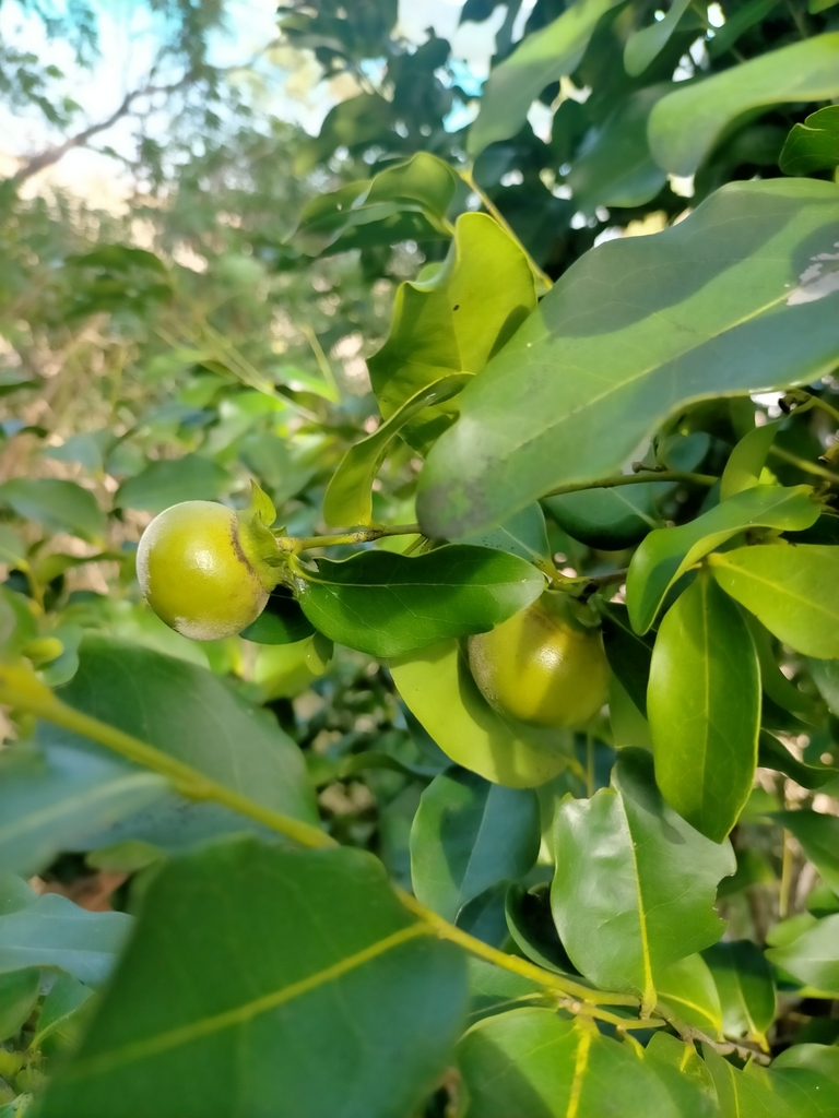 dicots from Shute Harbour QLD 4802, Australia on August 11, 2023 at 01: ...