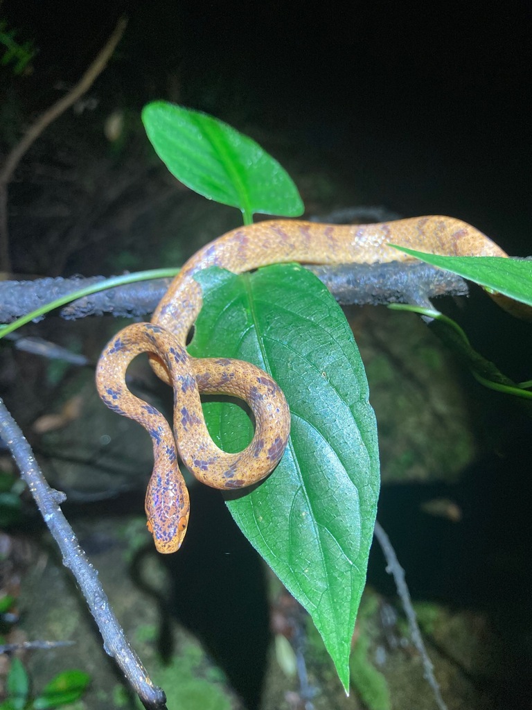 Chinese Slug Snake in August 2023 by Jorge Abad · iNaturalist