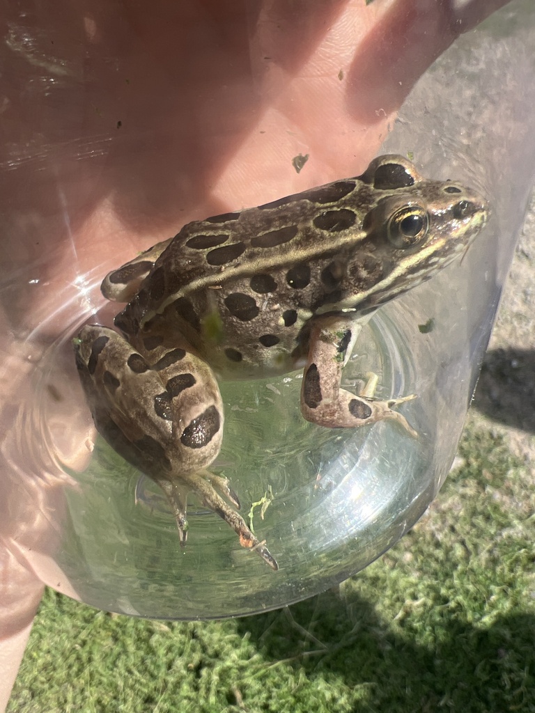Northern Leopard Frog from Fremont County, US-ID, US on August 10, 2023 ...