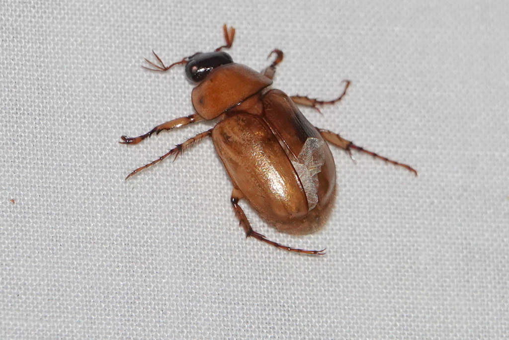 Masked Chafers in August 2023 by sarinole. Came to light · iNaturalist