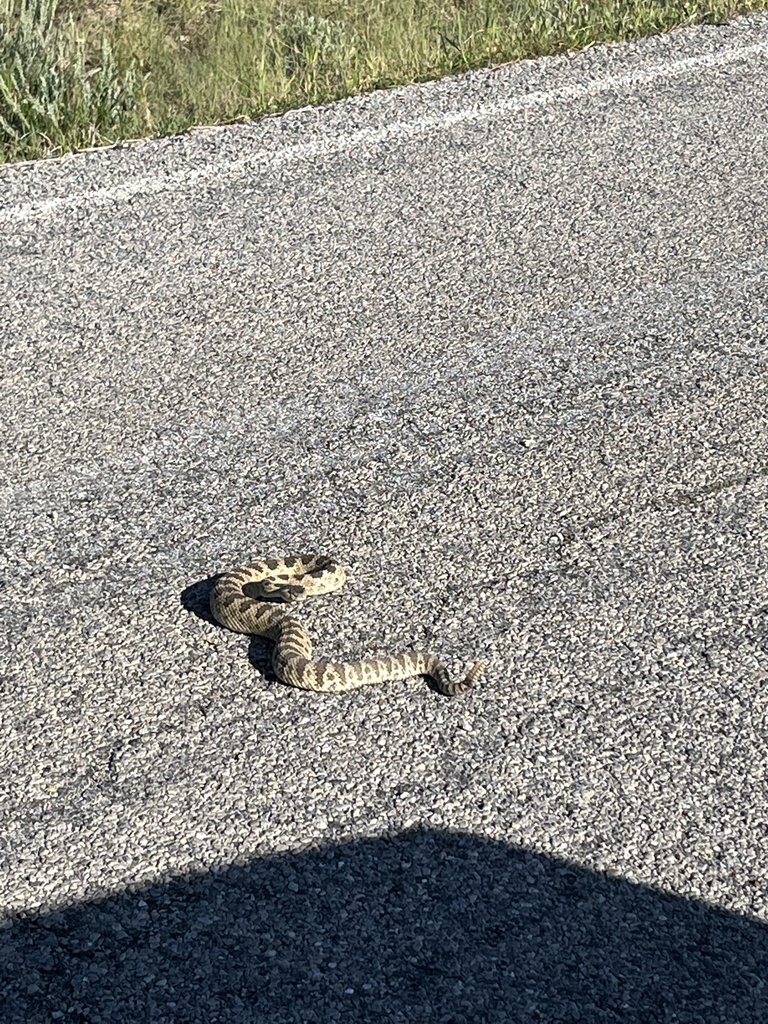 Great Basin Rattlesnake from Uinta-Wasatch-Cache National Forest, Heber ...