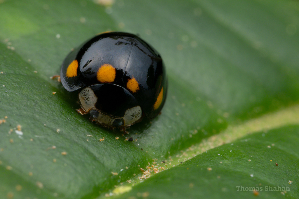 Spotless Lady Beetles from Pueblo Rico, Risaralda, Colombia on July 31 ...