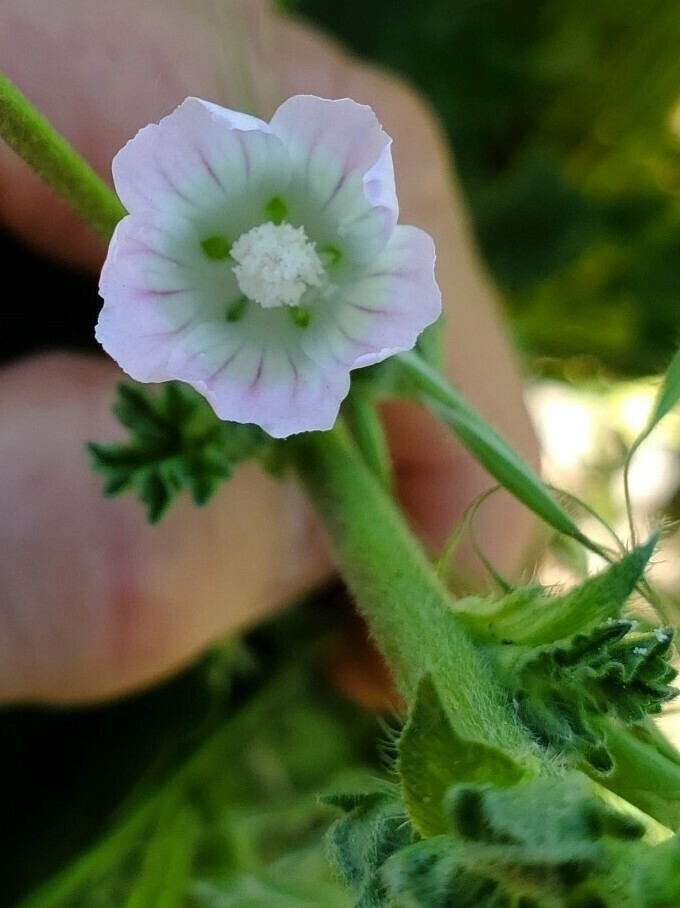 dwarf mallow (Common Iowa Weeds) · iNaturalist