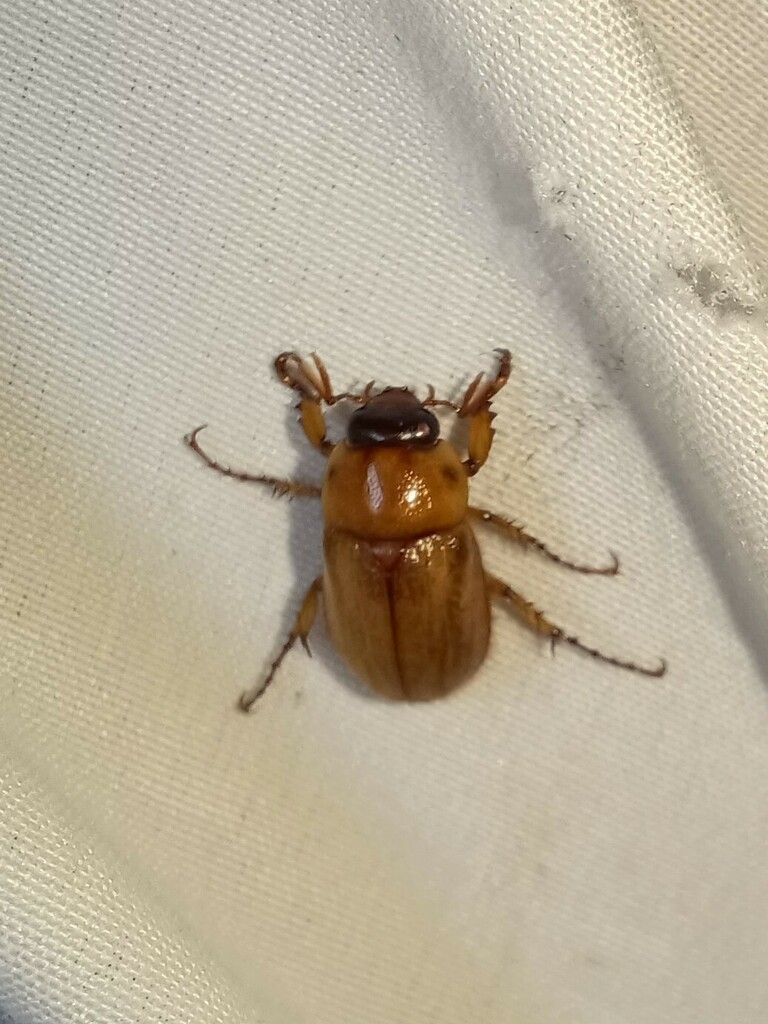 Southern Masked Chafer from Jefferson, MD 21755, USA on August 9, 2023 ...