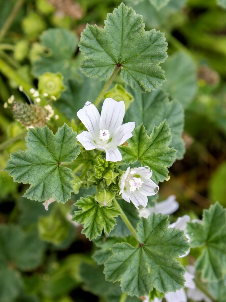 dwarf mallow (Common Iowa Weeds) · iNaturalist