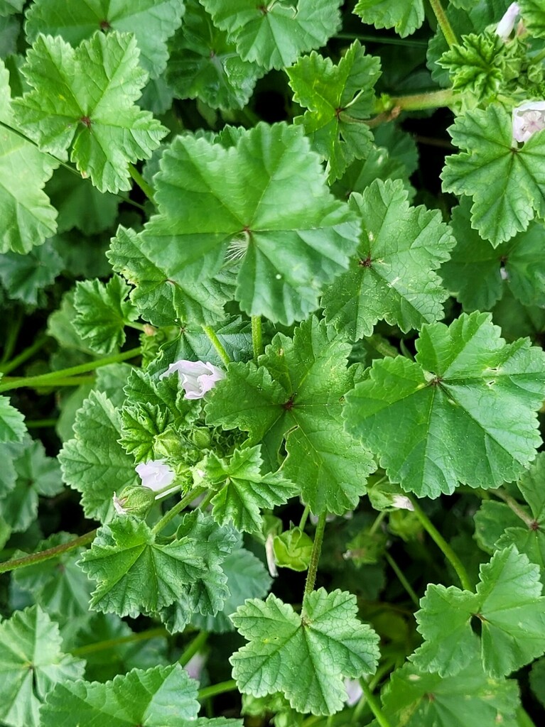 dwarf mallow (Common Iowa Weeds) · iNaturalist