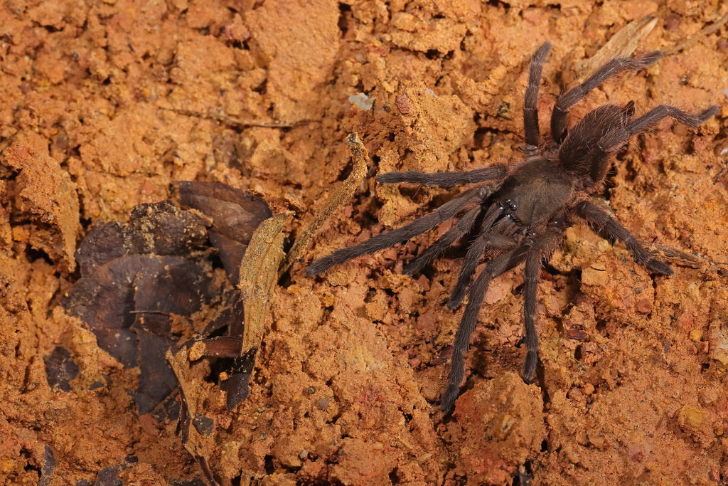 Asia-Pacific Tarantulas from Trusmadi Forestry reserve FMU 10, Apin ...
