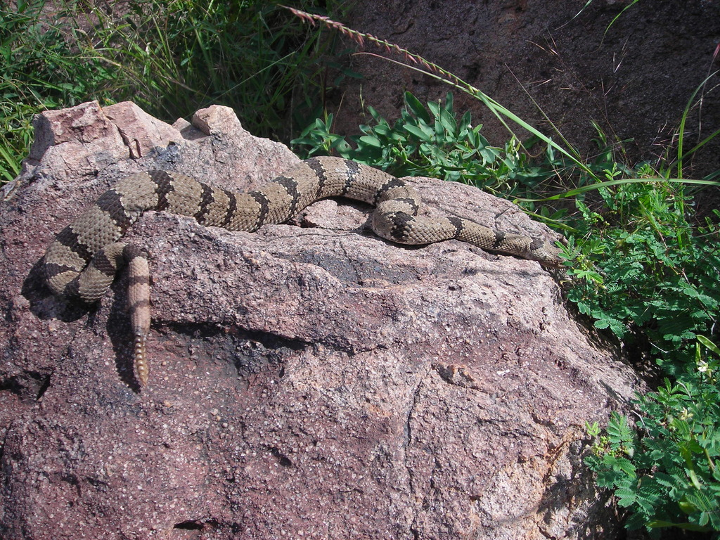 Rock Rattlesnake in August 2008 by Ana Gatica Colima. Foto por Alicia ...
