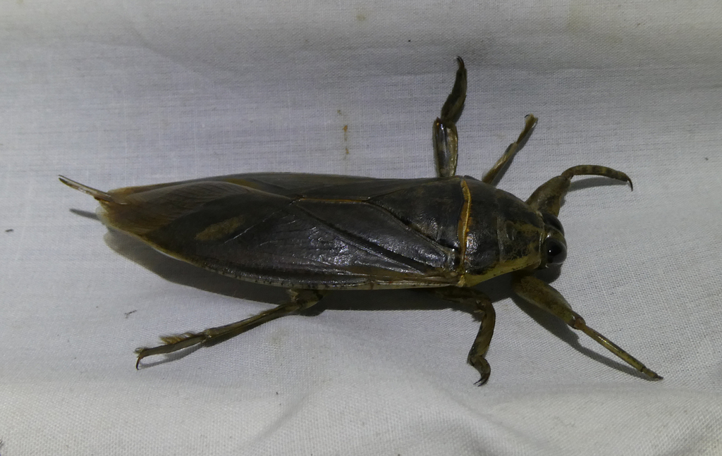 Australian-Asian Giant Water Bug from Chewko QLD 4880, Australia on ...