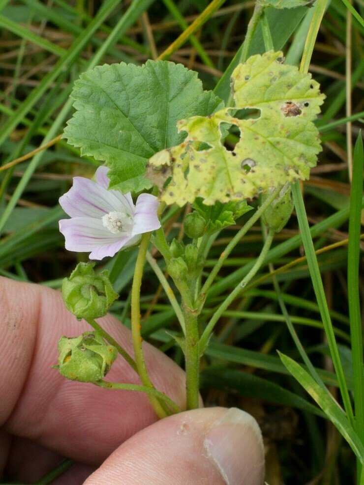 dwarf mallow (Common Iowa Weeds) · iNaturalist