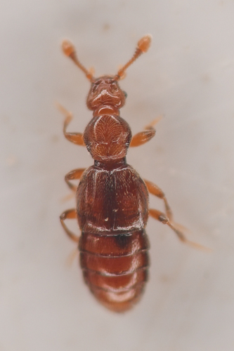 Barr's Ant-loving Rove Beetle (Actium barri) wildspecies.ca