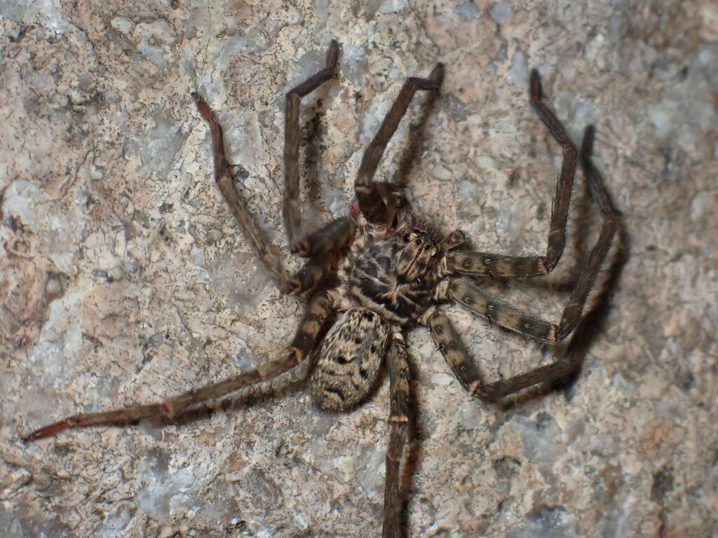 Sinopoda licenti from Laoshan District, Qingdao, Shandong, China on ...