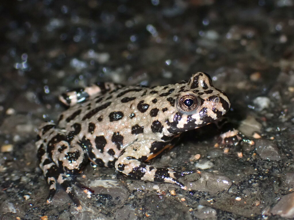 Oriental Fire-bellied Toad from Laoshan District, Qingdao, Shandong ...