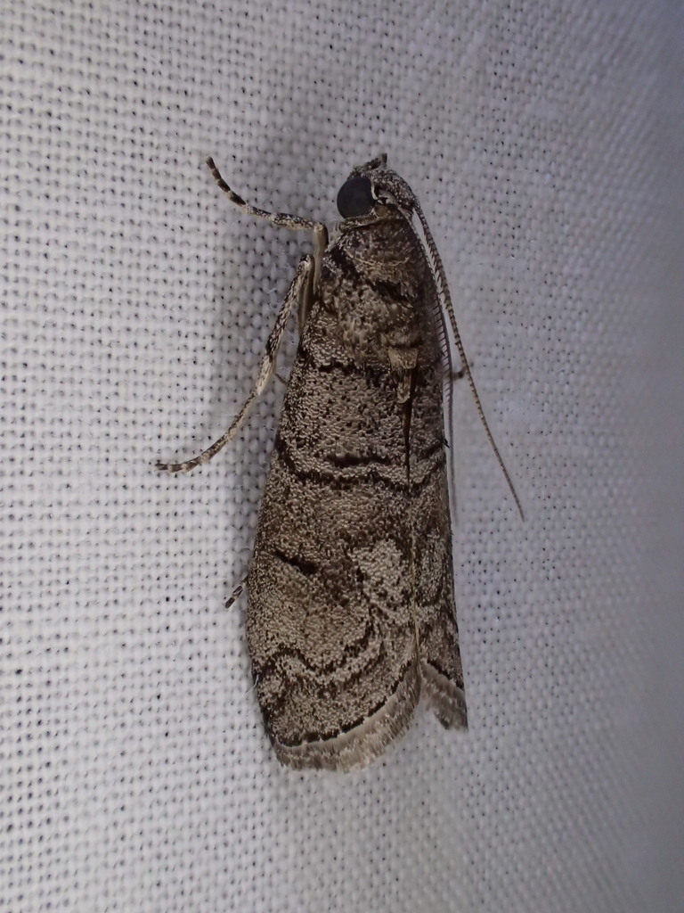 Knot-horn Moths from 30km E by N of Swan Reach, S. AUST on August 10 ...