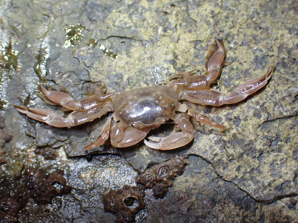 Tritodynamia rathbuni from Laoshan District, Qingdao, Shandong, China ...