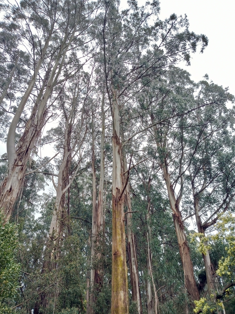 Australian Mountain Ash from Olinda VIC 3788, Australia on August 11 ...