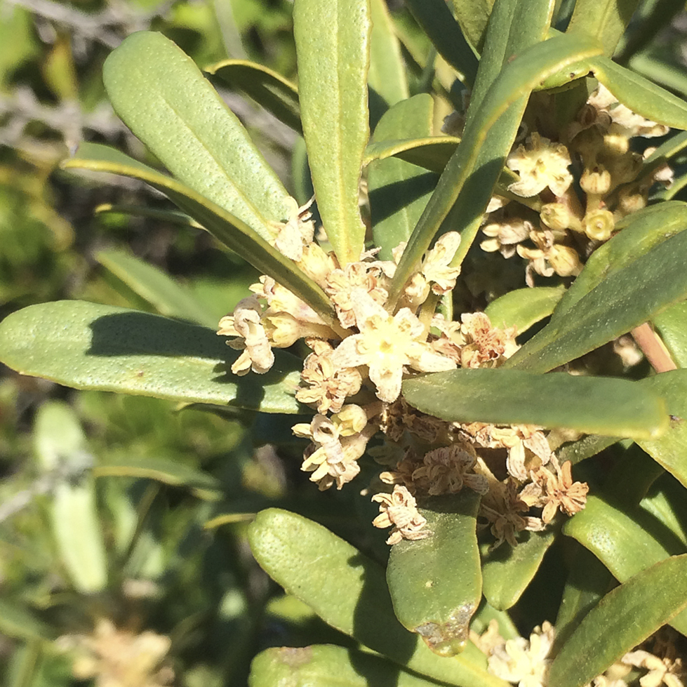 Dwarf Cape Beech from Cape Recife, Gqeberha, South Africa on August 9 ...