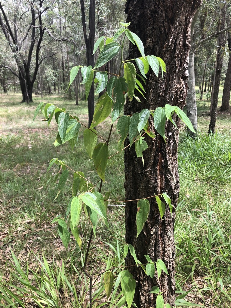 Nettle Tree in February 2023 by cwelden_ecp · iNaturalist