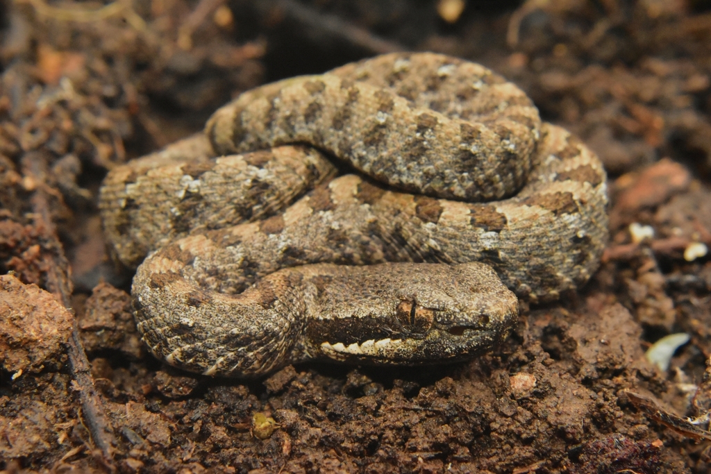 Campbell's Rattlesnake from San Sebastián del Oeste on August 5, 2023 ...